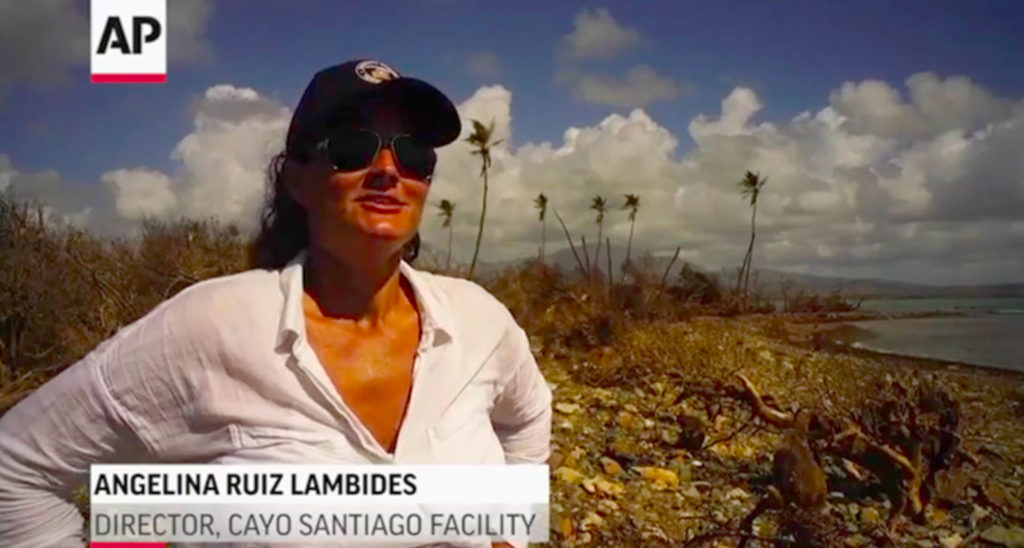 A Race to Save Monkey Island in Puerto Rico - Project Monkey Island